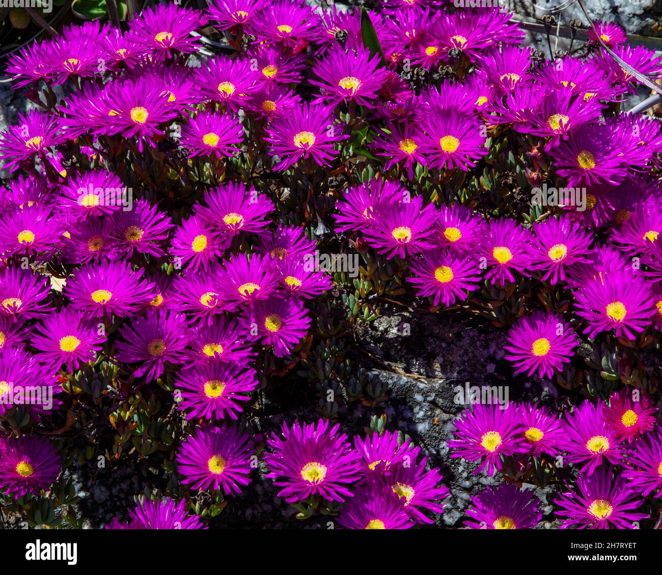 A close-up of Alpine Aster flowers in bloom in the Castle Gardens at St ...