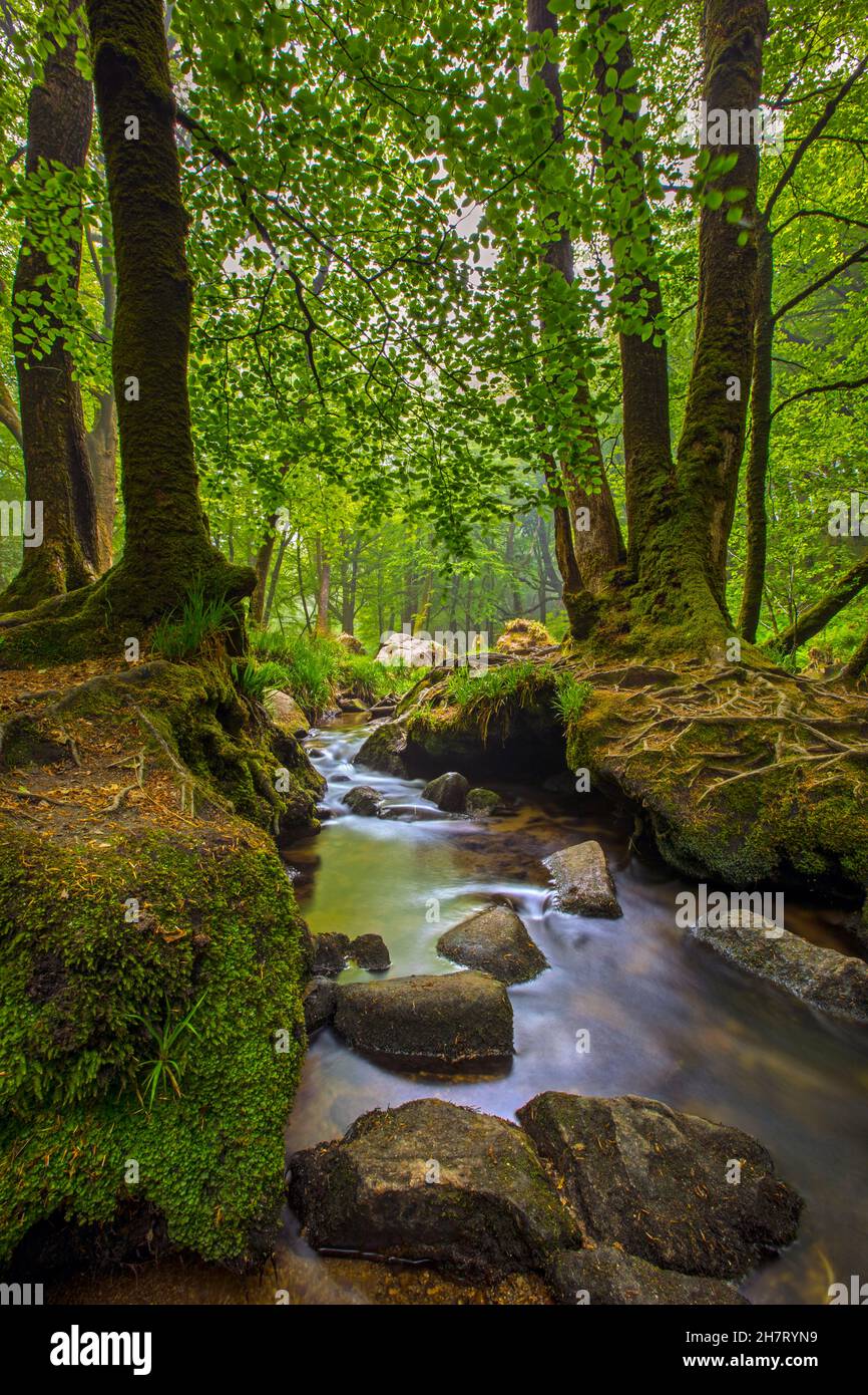 A view of a stream running off of the River Fowey in Draynes Wood, near ...