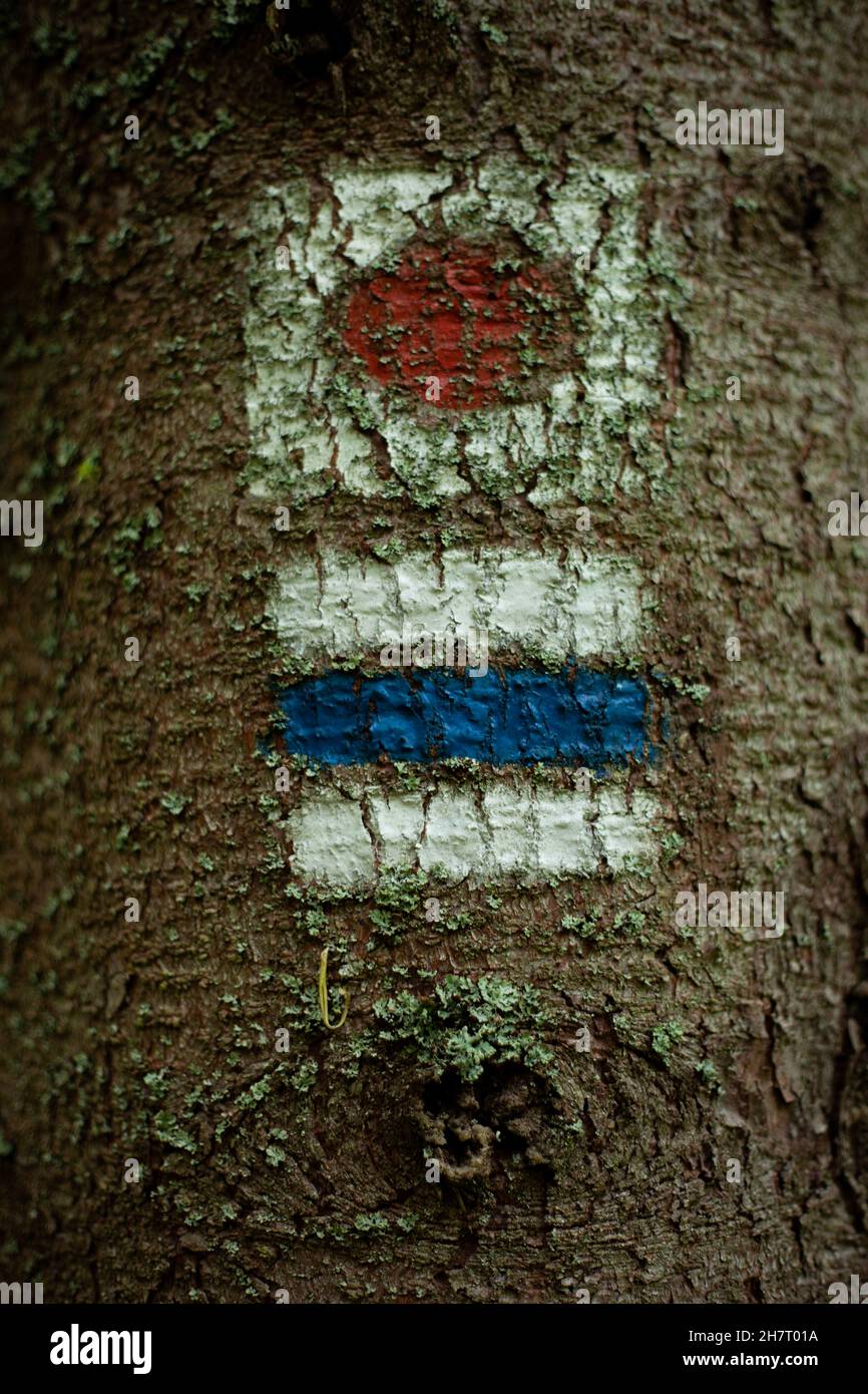 Closeup of the signposts for hiking trails on the trunk of a tree Stock ...