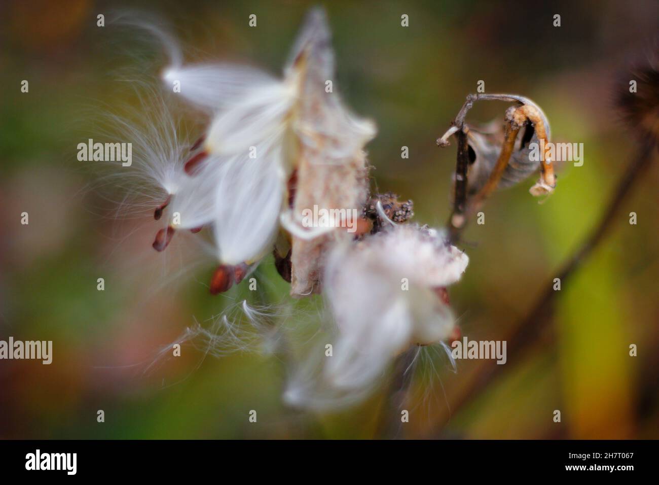 Fall and milkweed hi-res stock photography and images - Alamy