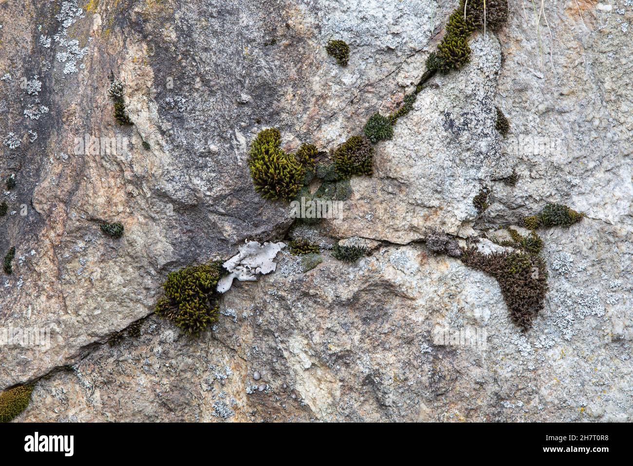 Detail of cracks in a granite rock wall with moss and lichen growing in ...
