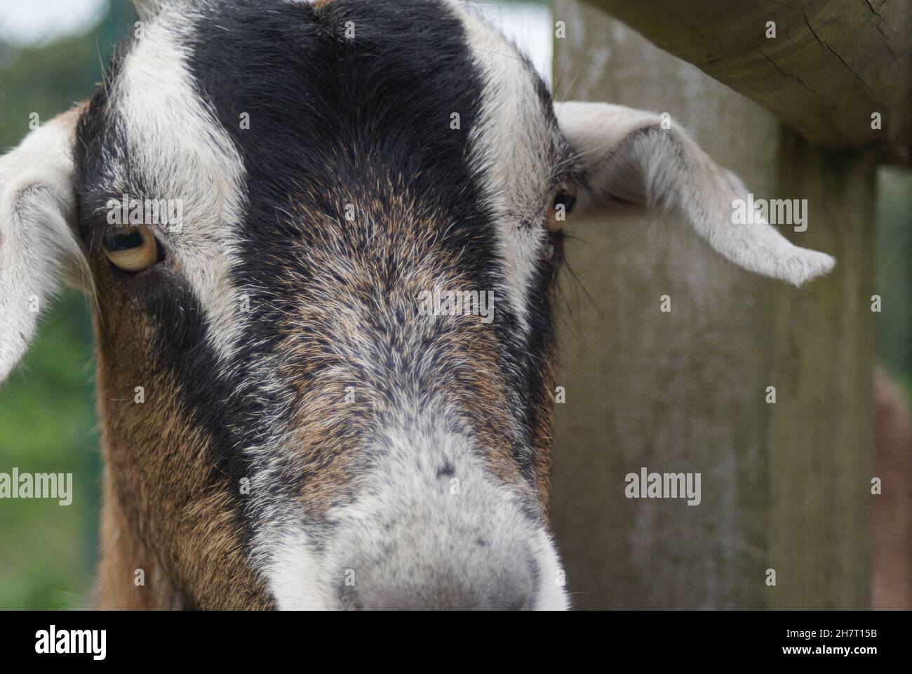 Goat's head Closeup Stock Photo - Alamy