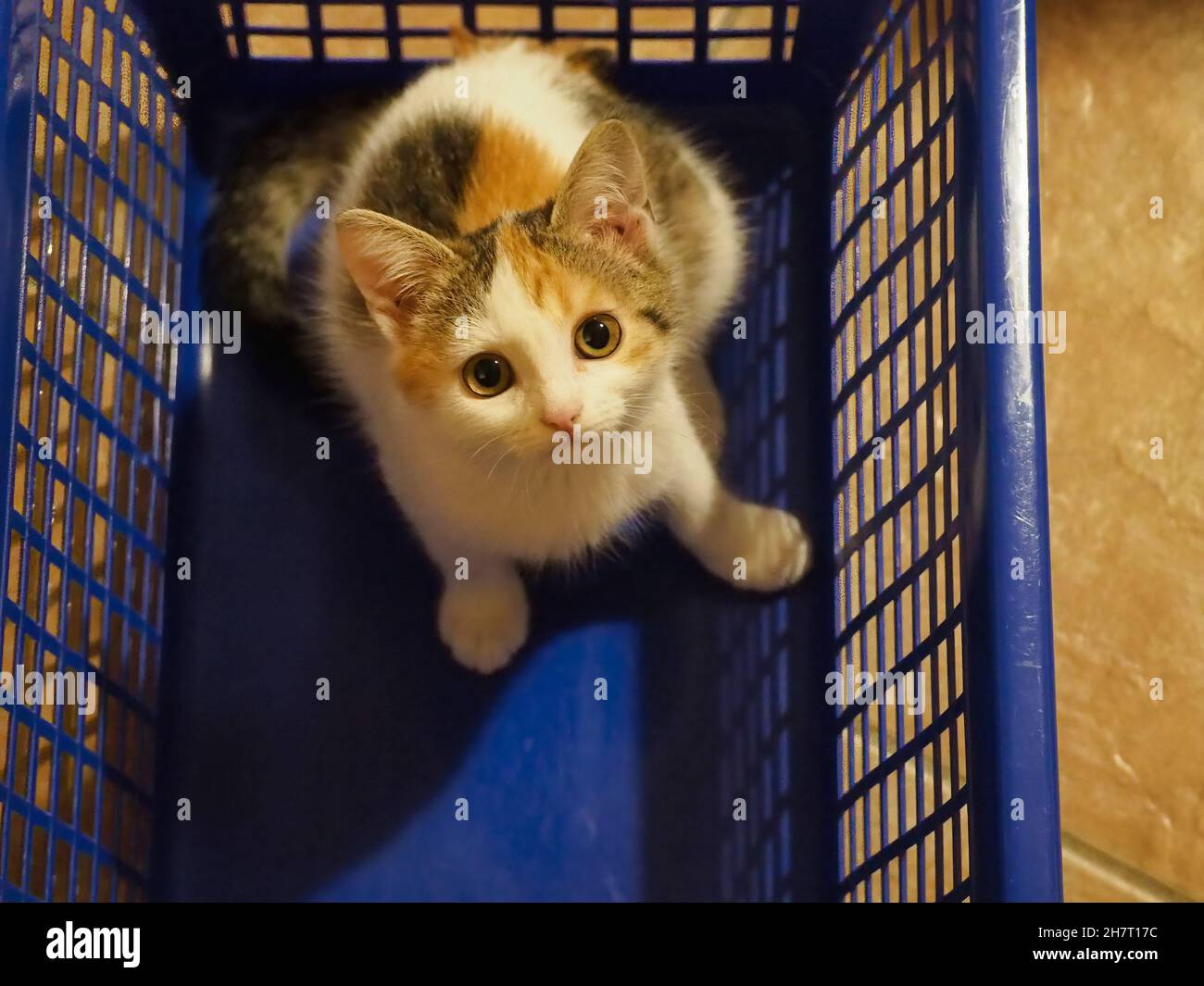 Overhead shot of a cute cat sitting in a blue shopping trolley Stock ...