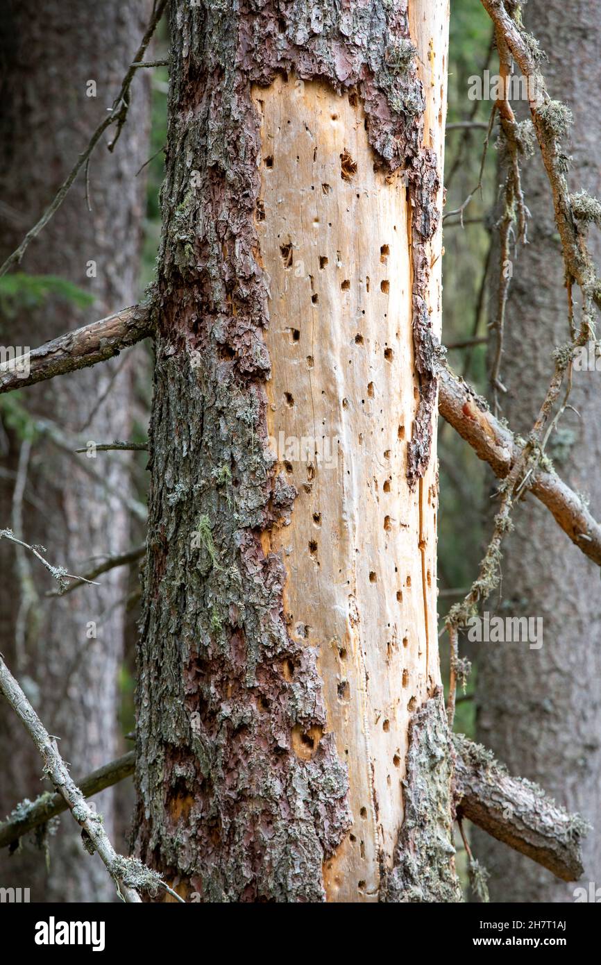Animal tracks: a dead Spruce tree trunk full of holes made by a ...