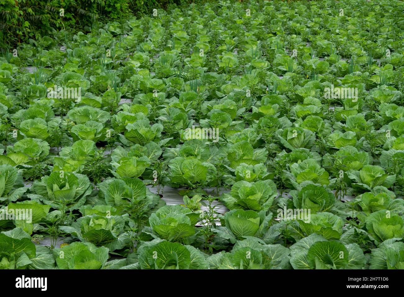 Intercropping hi-res stock photography and images - Alamy