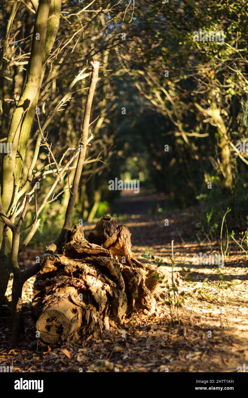 Beautiful view of the long pathway surrounded by trees Stock Photo - Alamy