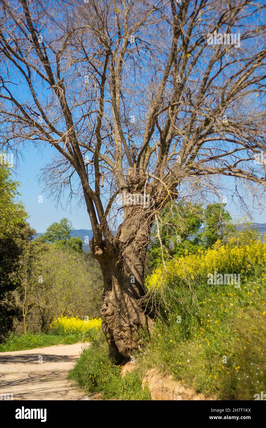 Vertical of the driedtree on the side of the pathway Stock Photo - Alamy