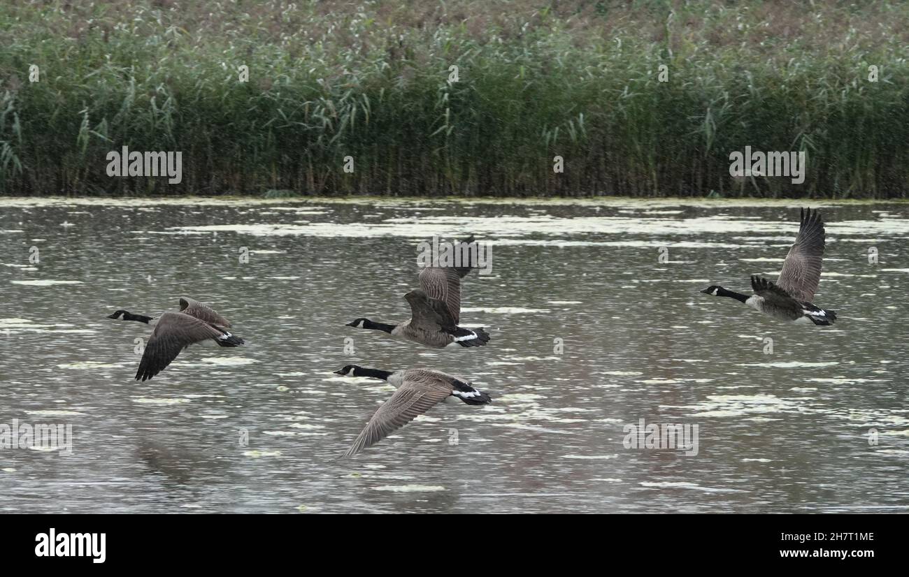 Flock of Canada taking off from a lake Stock Photo - Alamy