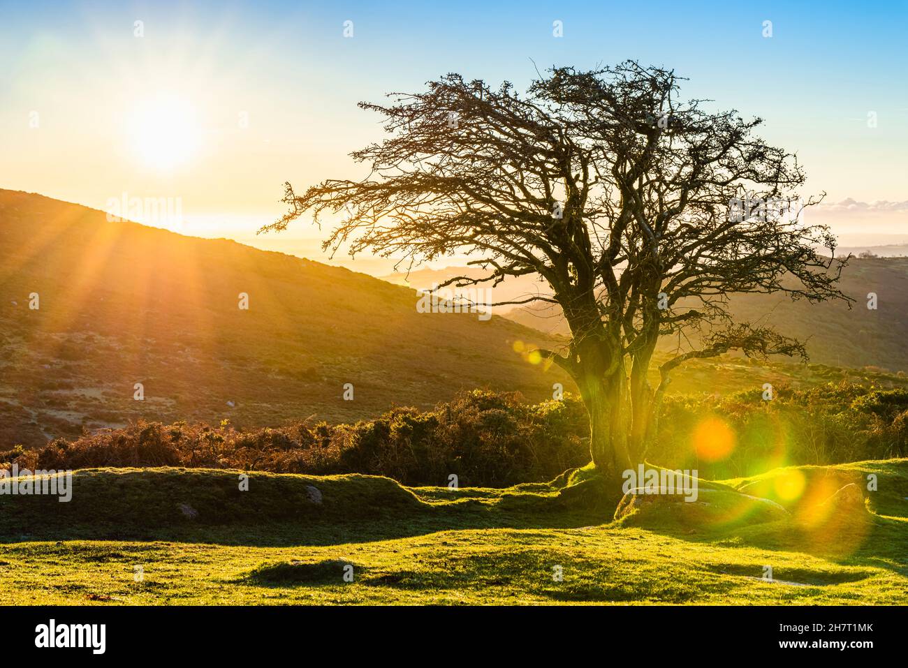 A single tree in the rays of the rising sun, Sharp Tor, Dartmeet ...