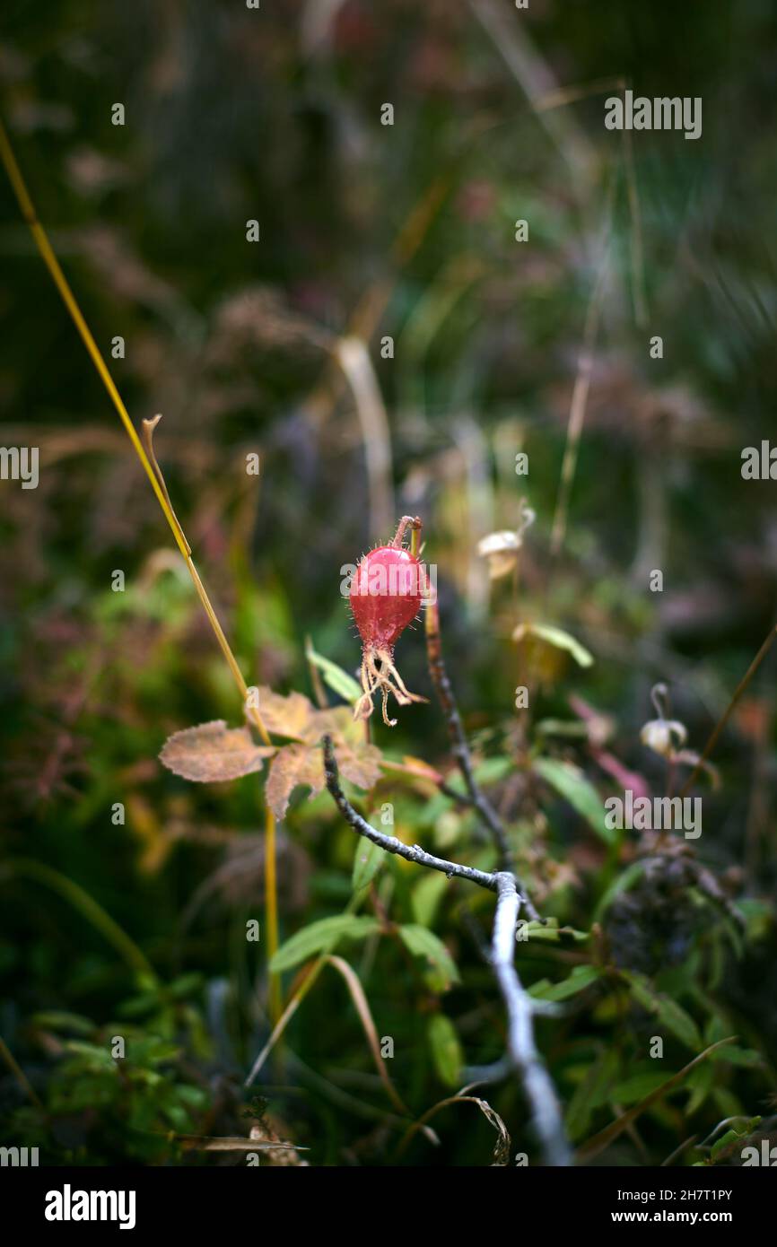Rose hip is the accessory fruit of the various species of rose plant ...