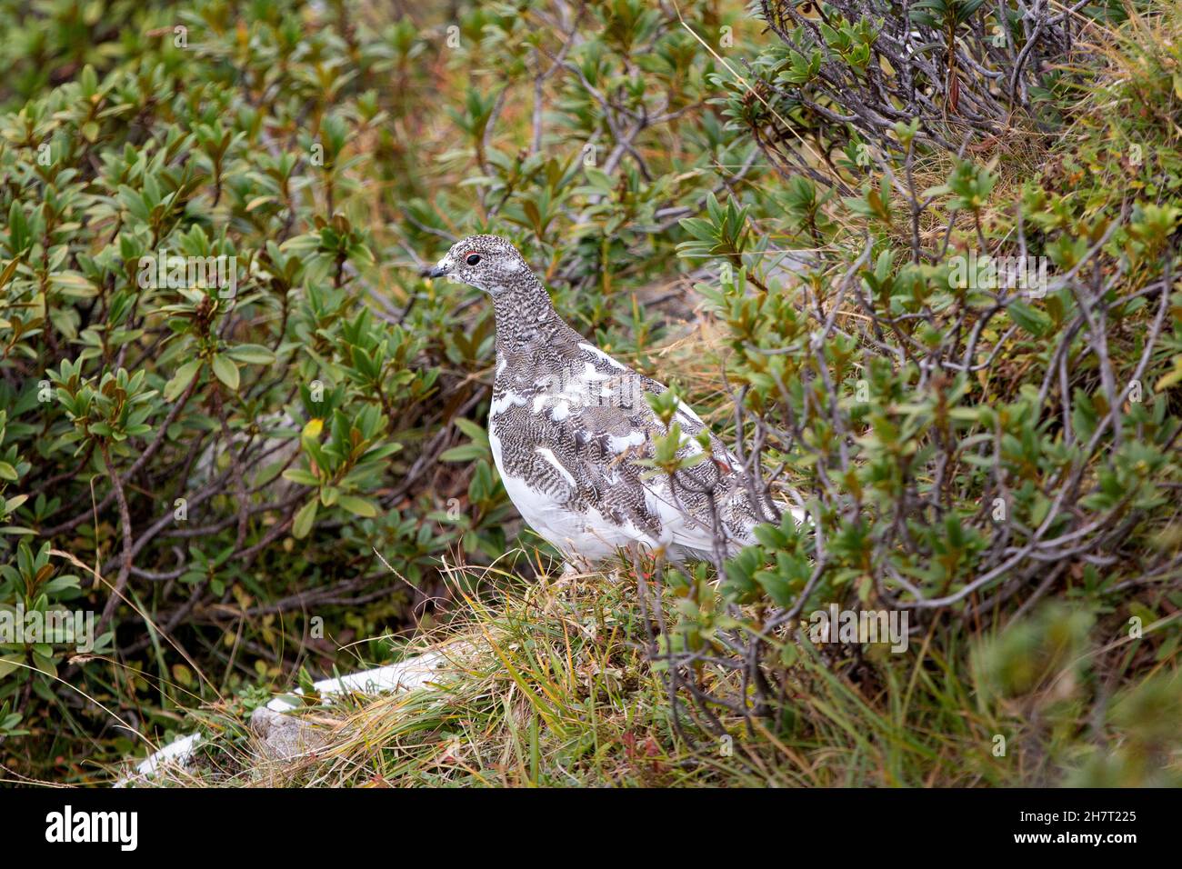 An adult female Rock ptarmigan - Lagopus muta - in autumn plumage ...