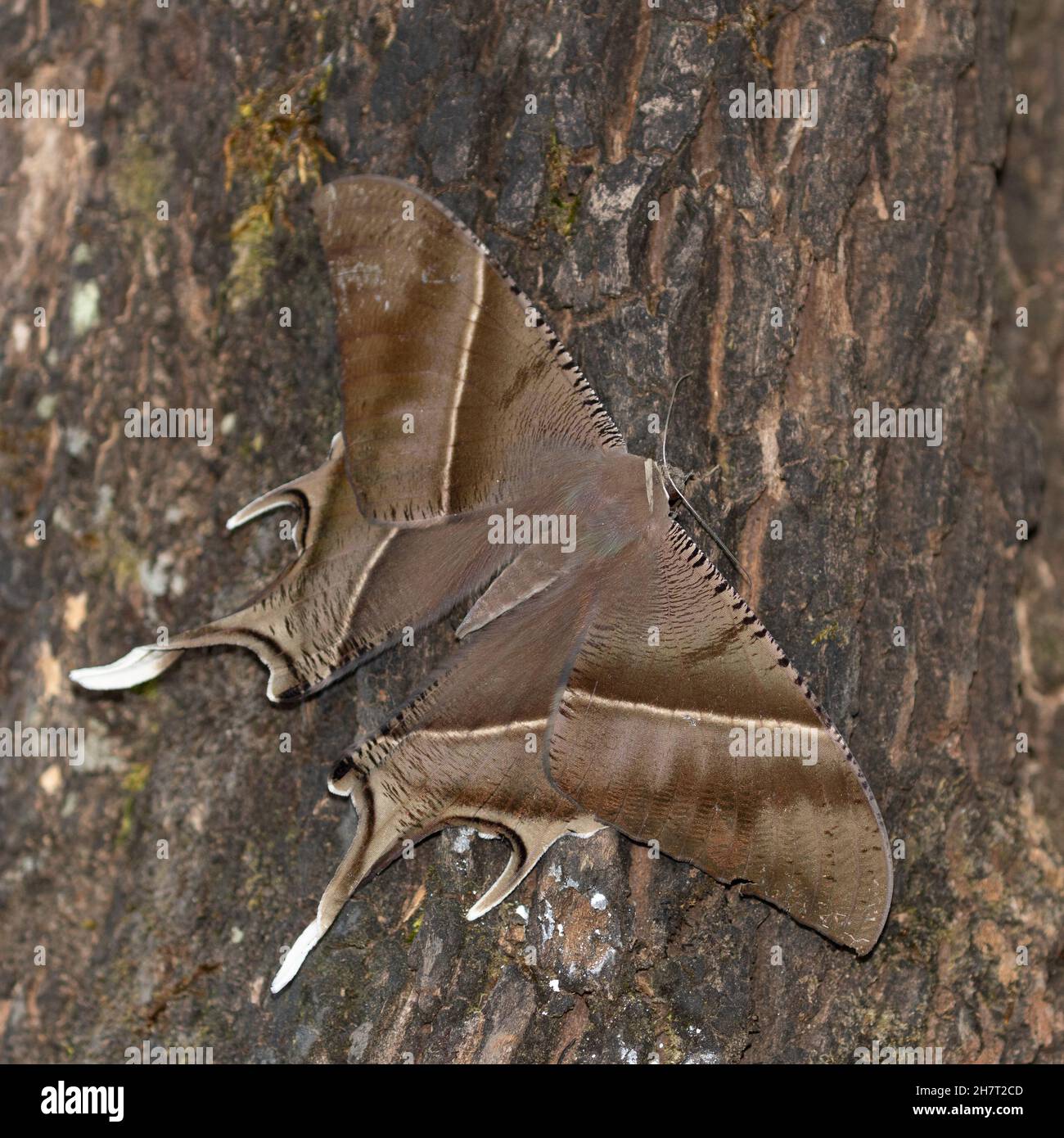 A brown moth with beautiful patterns on the wings siting on a tree bark ...