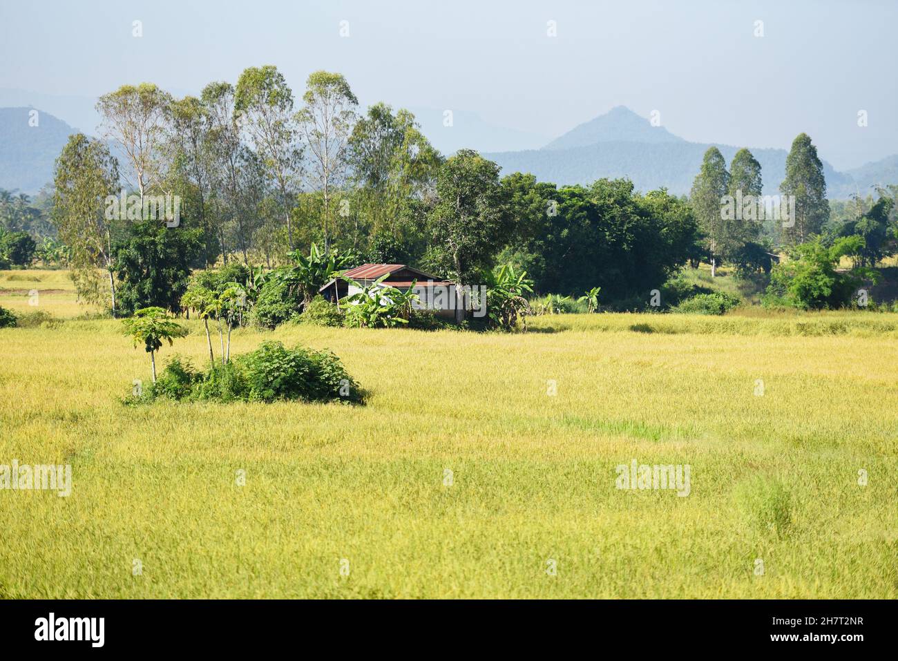 Paddy rice field, landscape rice pant at farm agriculture view with ...