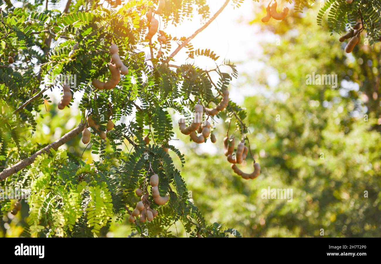 Tamarind tree, ripe tamarind fruit on tree with leaves in summer ...
