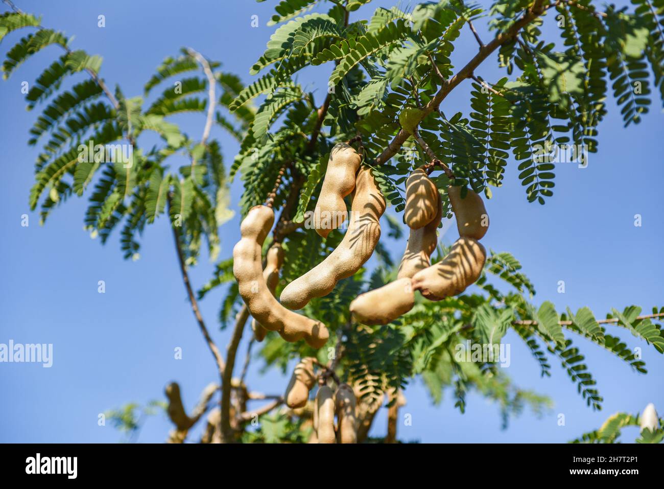 Tamarind tree, ripe tamarind fruit on tree with leaves in summer ...