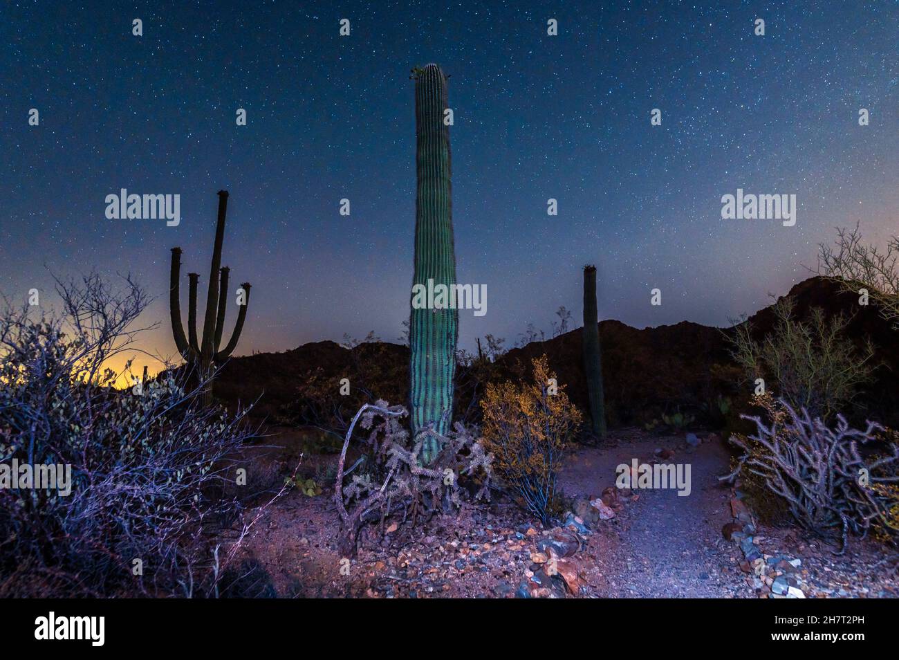 Milky Way Galaxy rising behind a Saguaro cactus in a desert garden ...