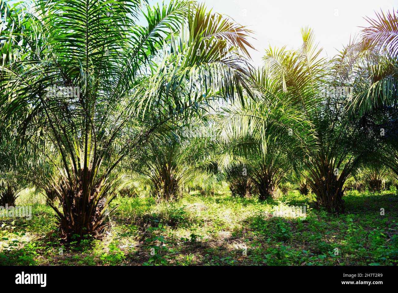 Palm plantation, Palm oil with leaves of crops in green, tropical tree ...