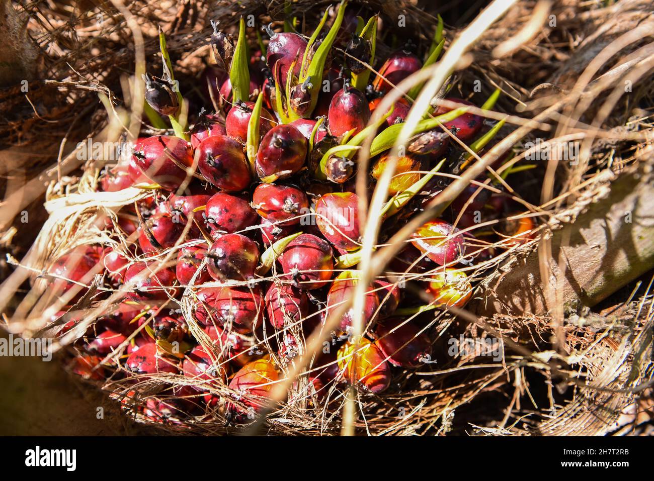 Palm plantation, Palm oil on the crops in green, tropical tree plant ...