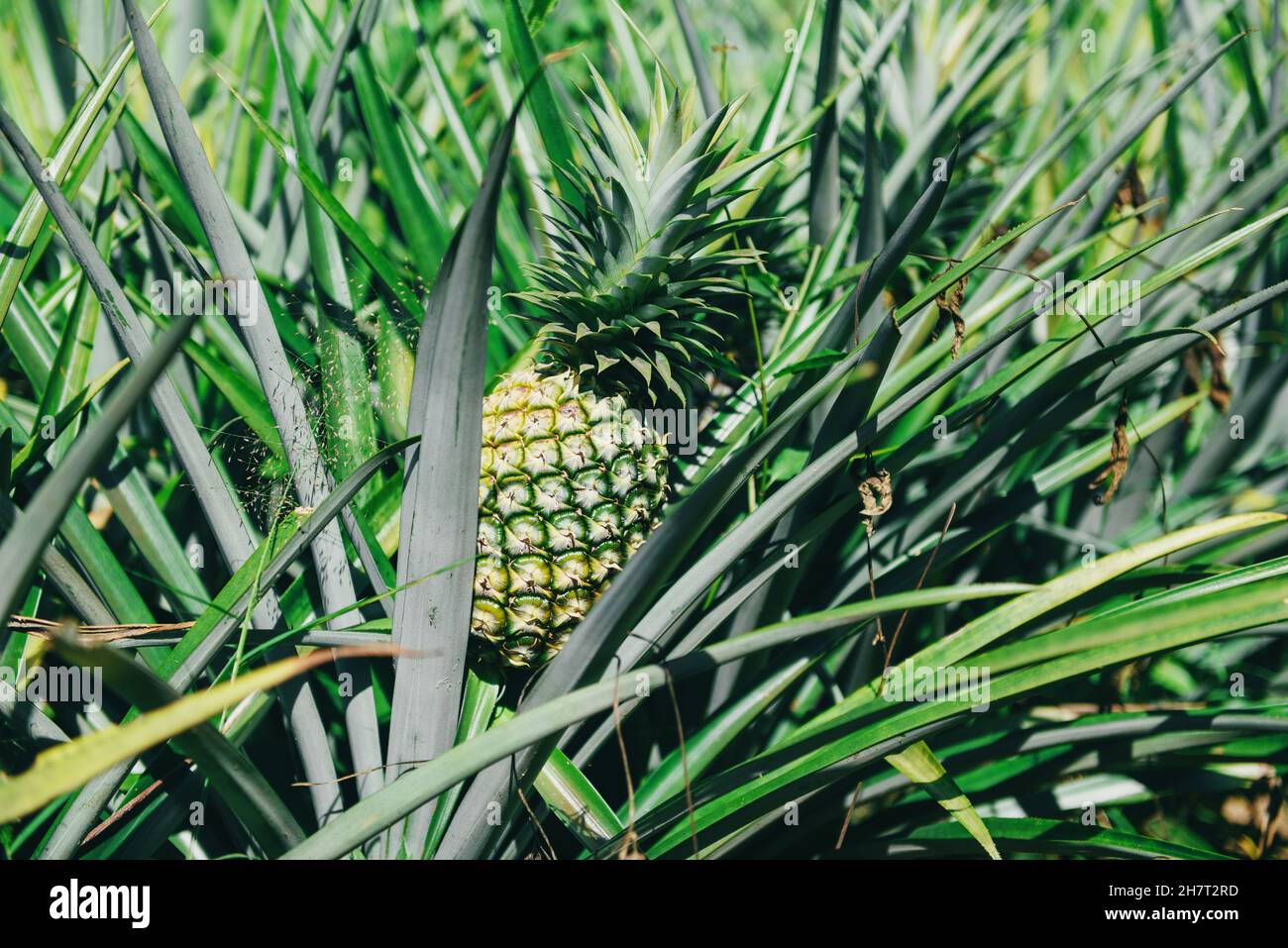 Pineapple Tree Farm