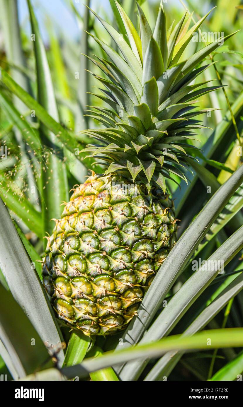Pineapple fruit on tree, pineapple plantation tropical fruit growing in ...