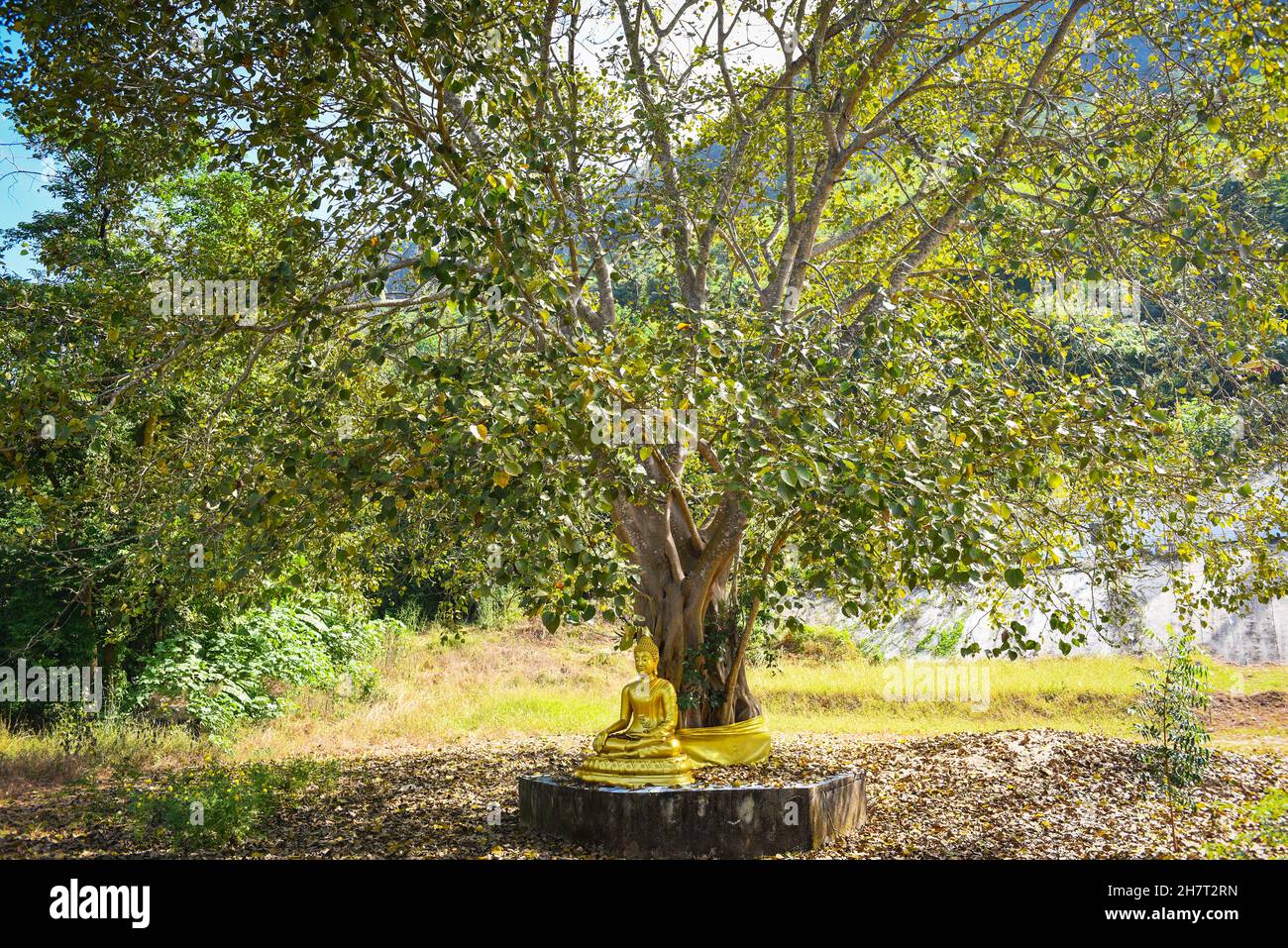 Bodhi tree and green bodhi leaf with Buddha statue at temple thailand ...