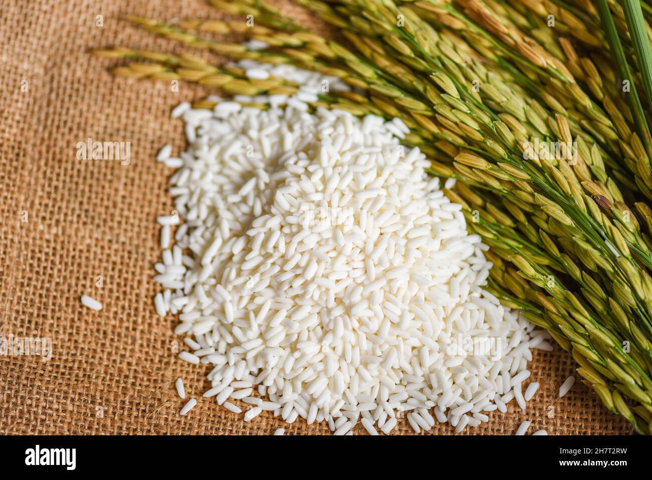 Jasmine white rice on sack and harvested yellow rip rice paddy, harvest ...