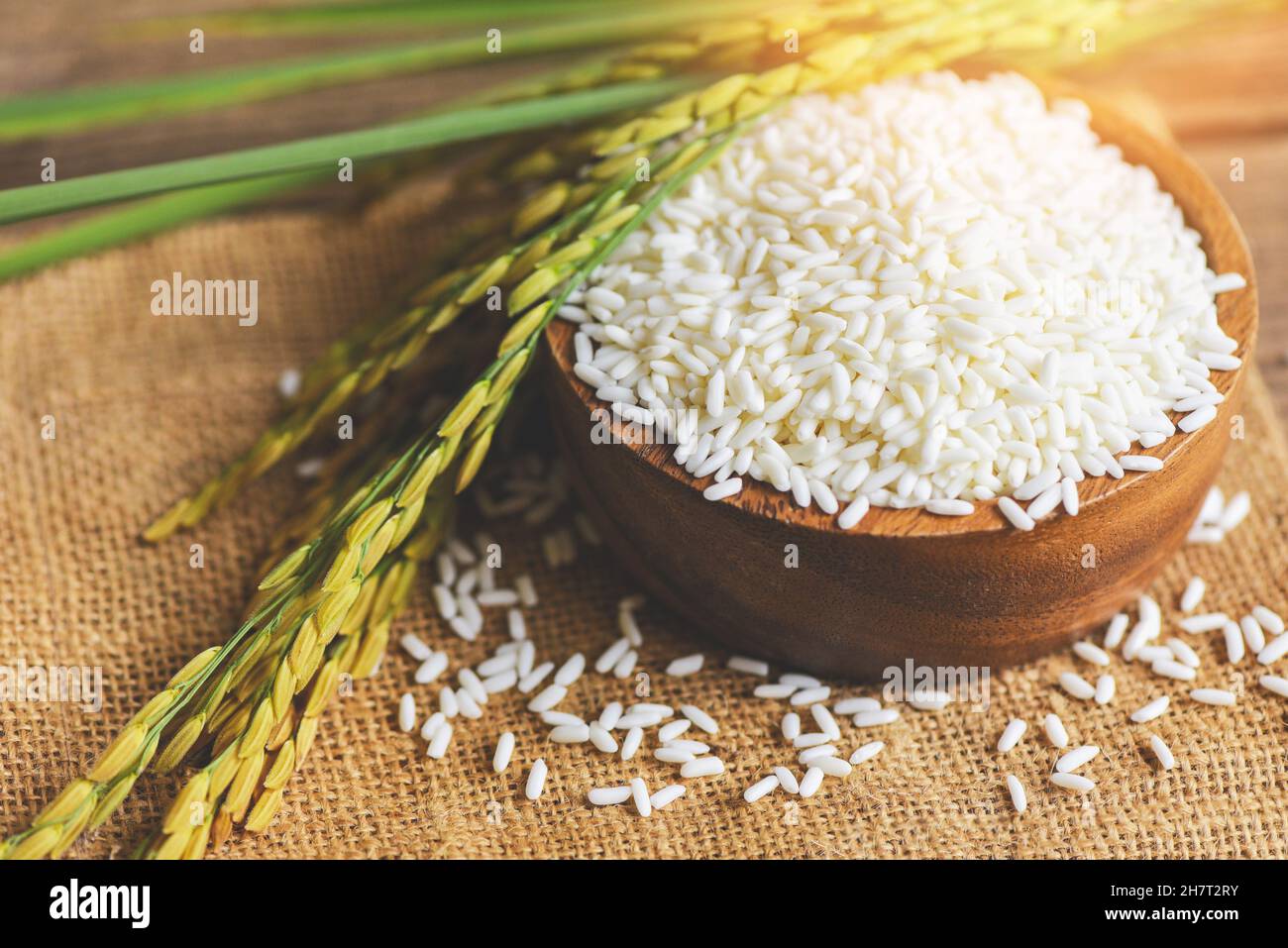 Jasmine white rice in wooden bowl and harvested yellow rip rice paddy ...