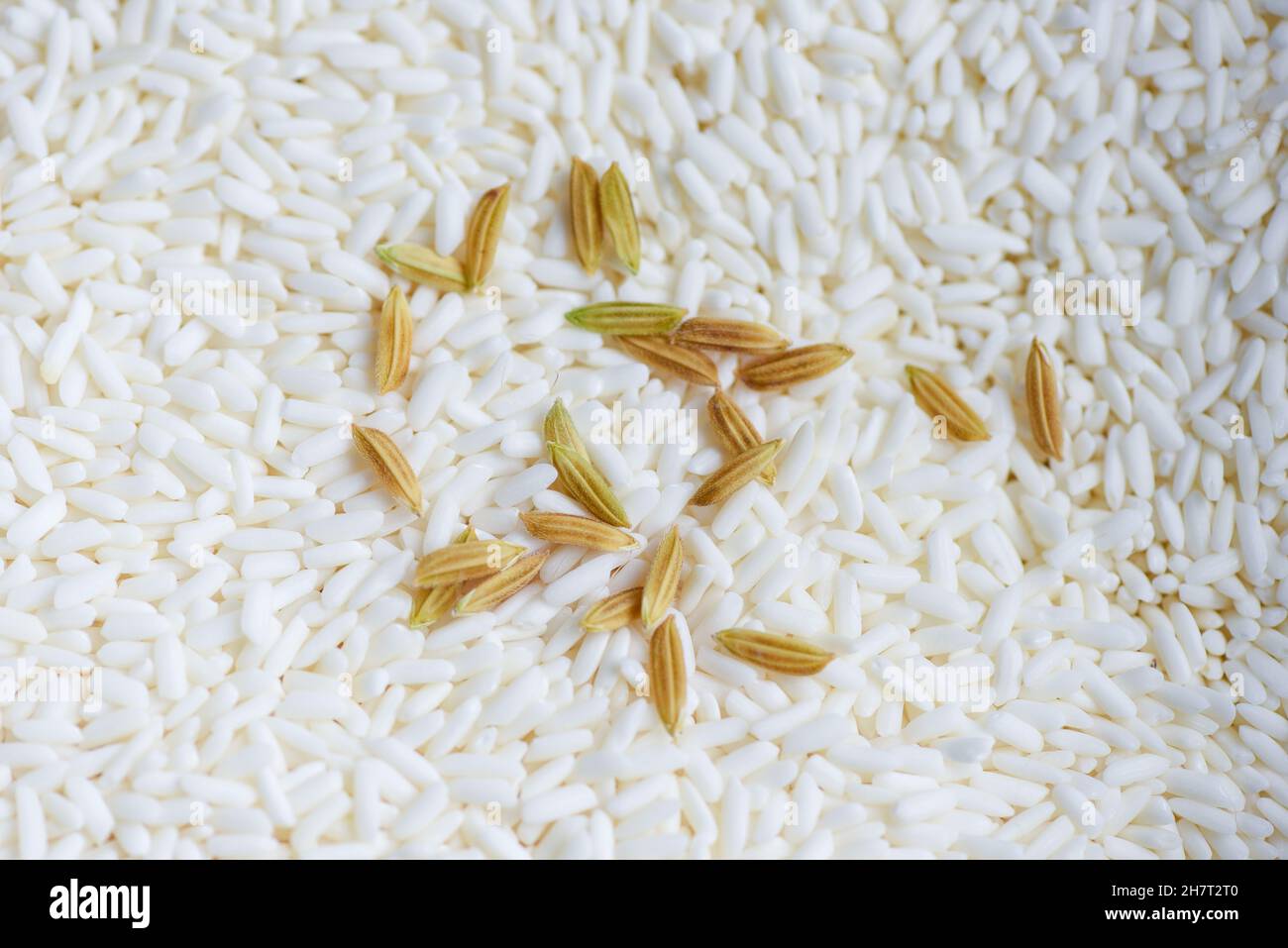 Paddy rice harvested rip rice, Jasmine white rice and yellow harvest ...