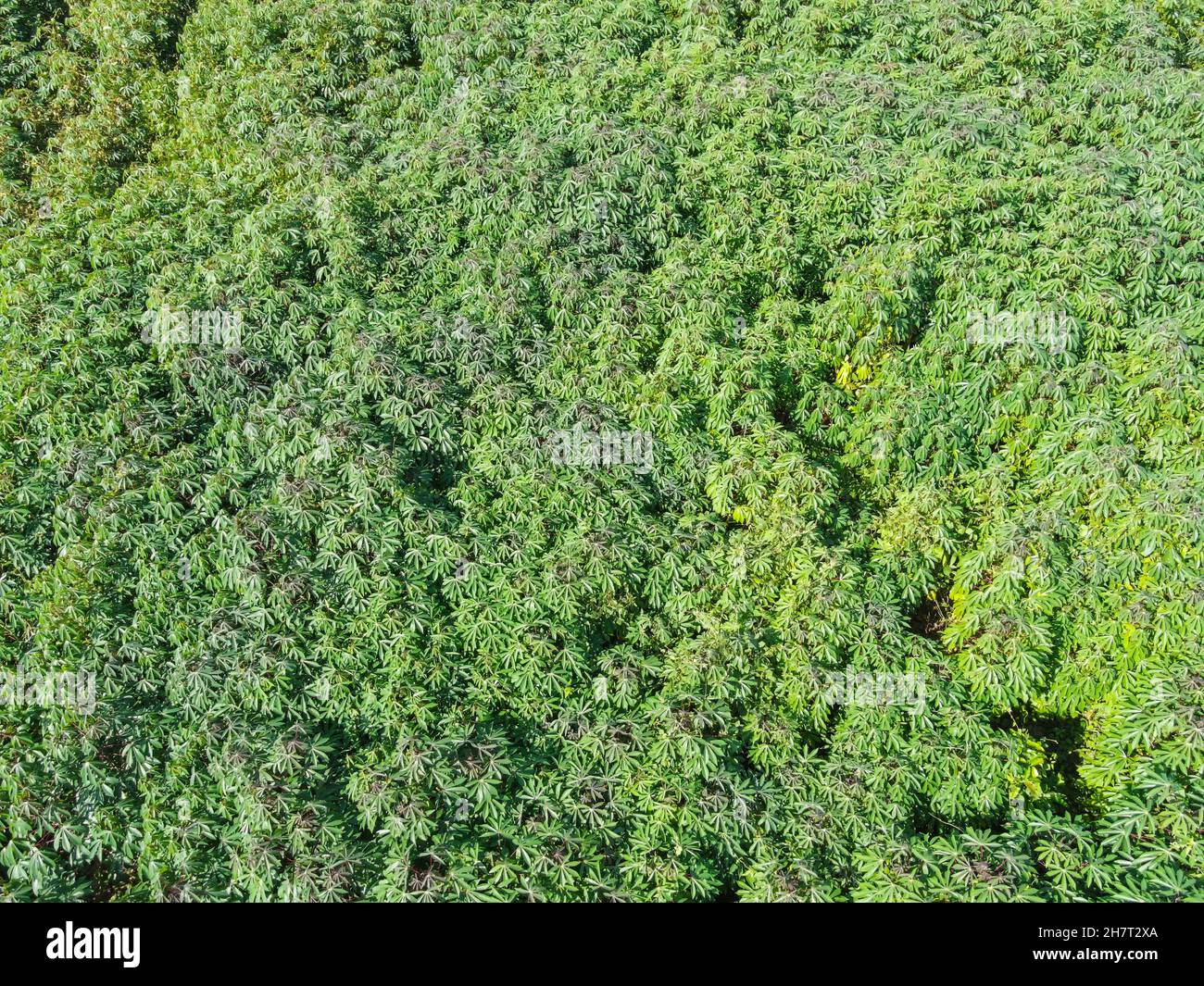 Top view cassava leaves from above of crops in green, Bird's eye view ...