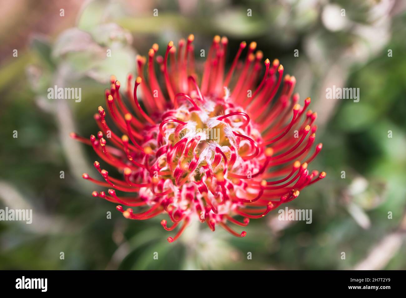 native Australian protea with red flowers outdoor in beautiful tropical ...