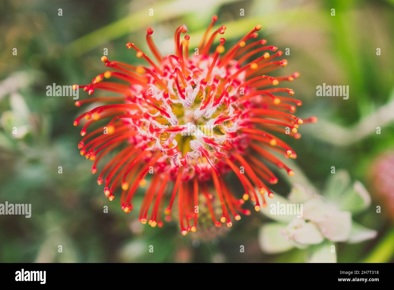 native Australian protea with red flowers outdoor in beautiful tropical ...