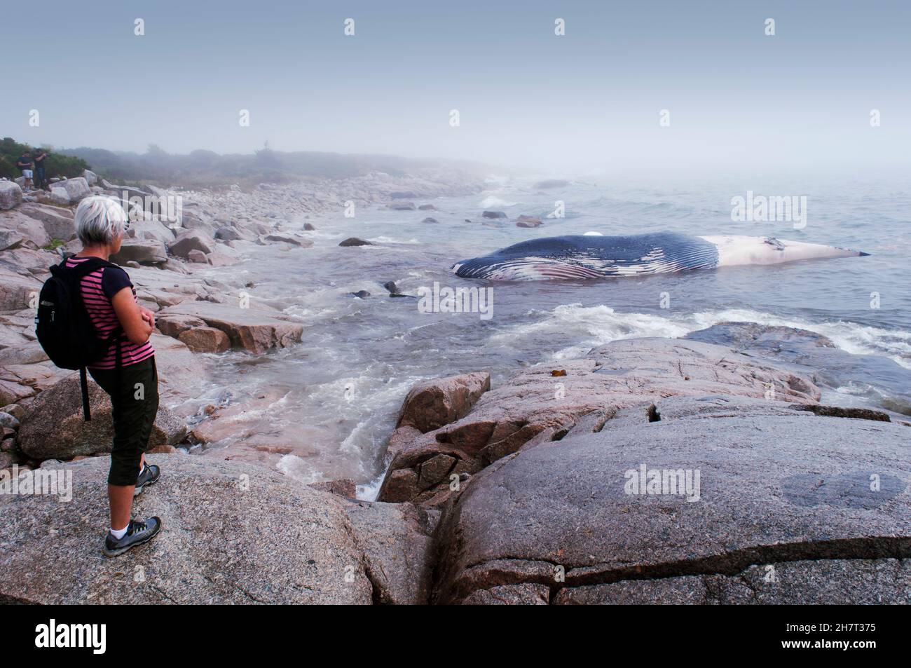 A woman looks over a dead female Blue Whale near the rocky shore of the ...