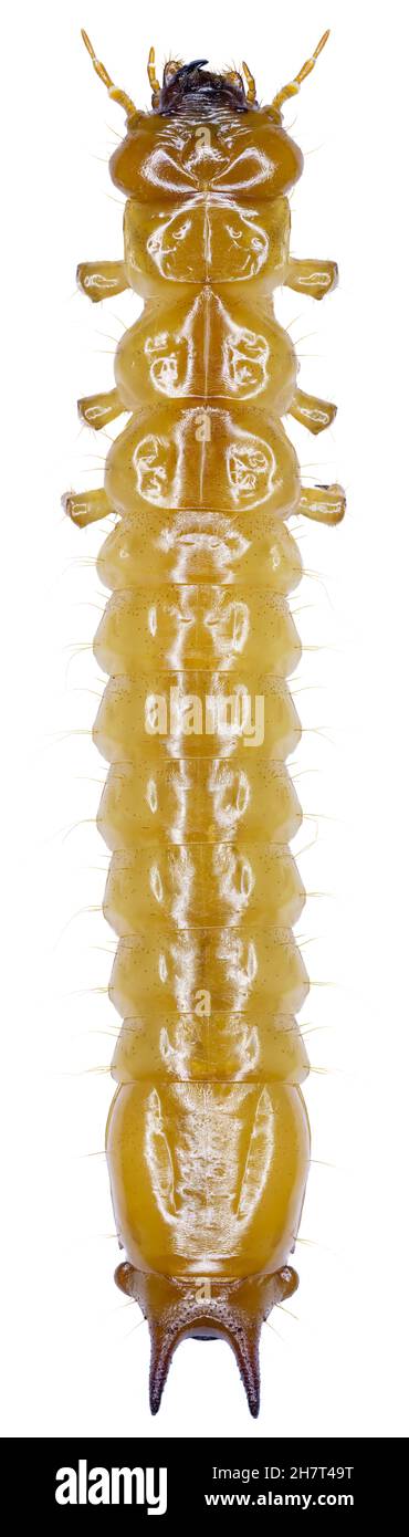 Dorsal Pyrochroa coccinea larvae specimen Stock Photo - Alamy