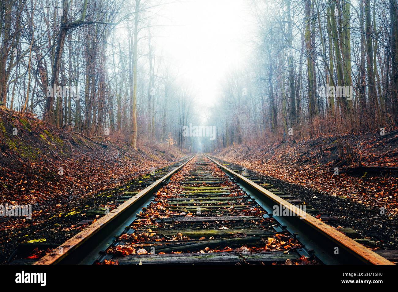 Long train tracks through a gloomy foggy forest Stock Photo - Alamy