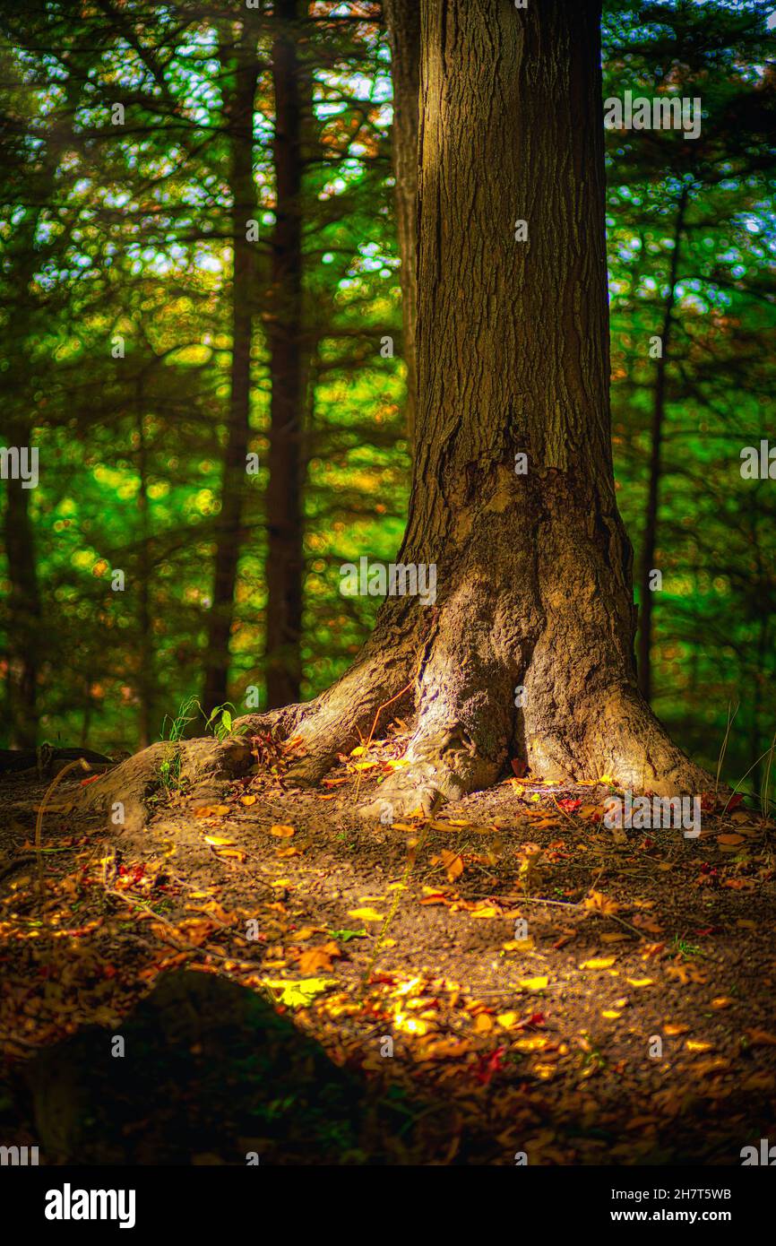Vertical shot of a thick tree trunk in an autumn forest Stock Photo - Alamy