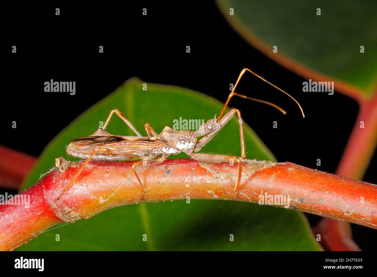 Australian assassin bug hi-res stock photography and images - Alamy