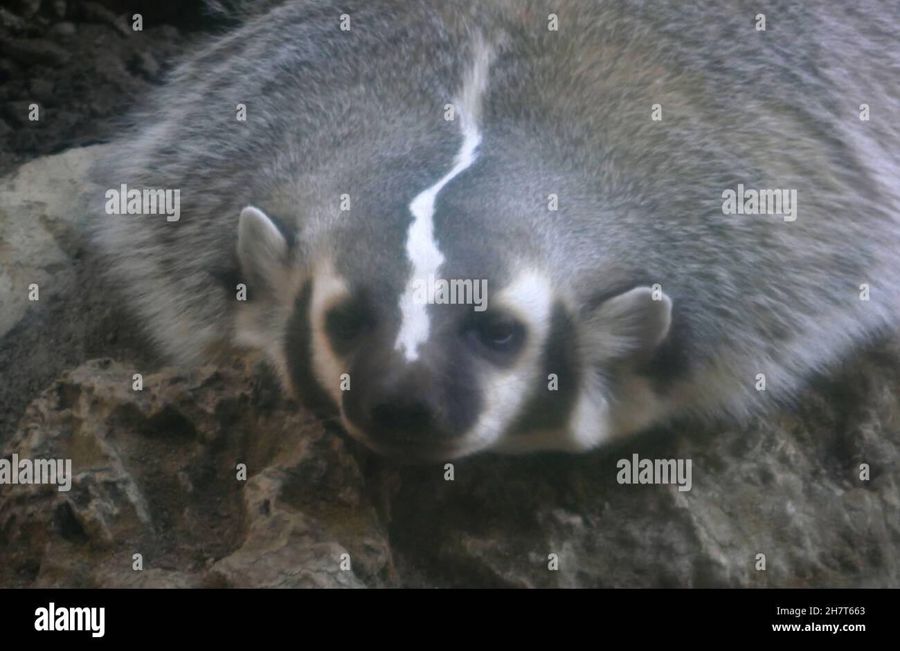 Los Angeles, California, USA 11th November 2021 A general view of ...