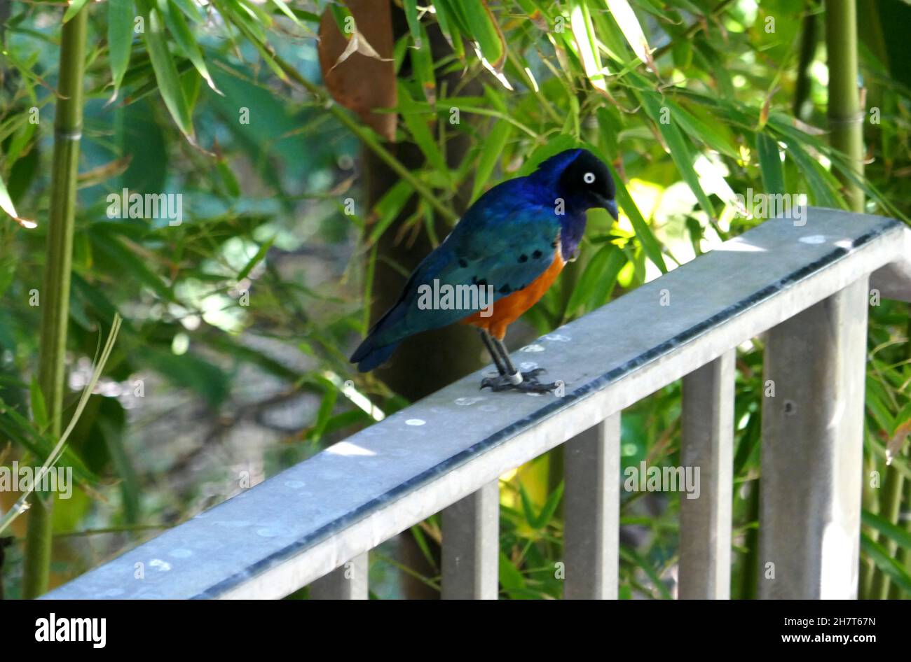 Los Angeles, California, USA 11th November 2021 A general view of ...