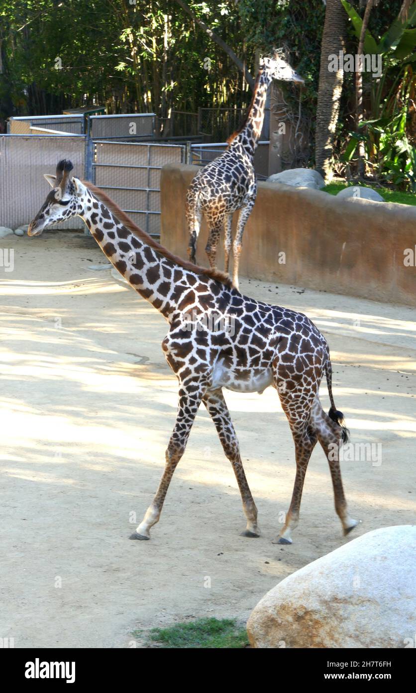 Los Angeles, California, USA 11th November 2021 A general view of ...