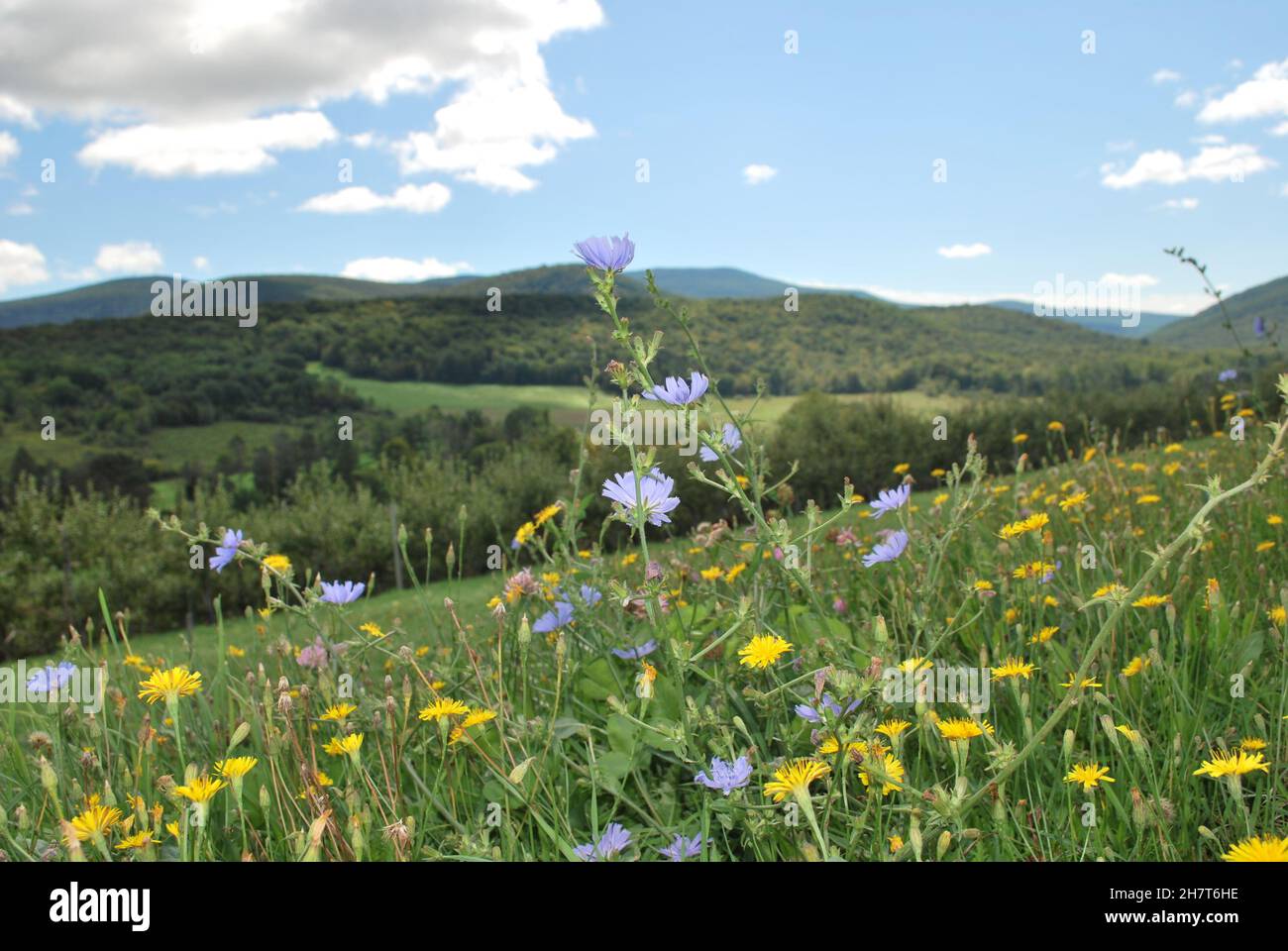 Beautiful meadow with wildflowers on a hillside Stock Photo - Alamy