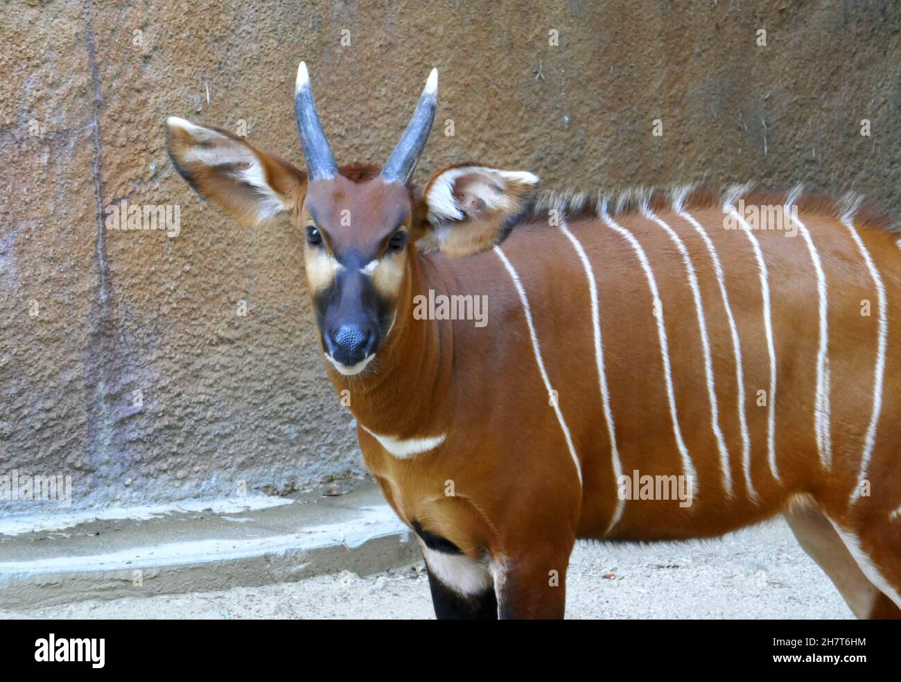 Los Angeles, California, USA 11th November 2021 A general view of ...
