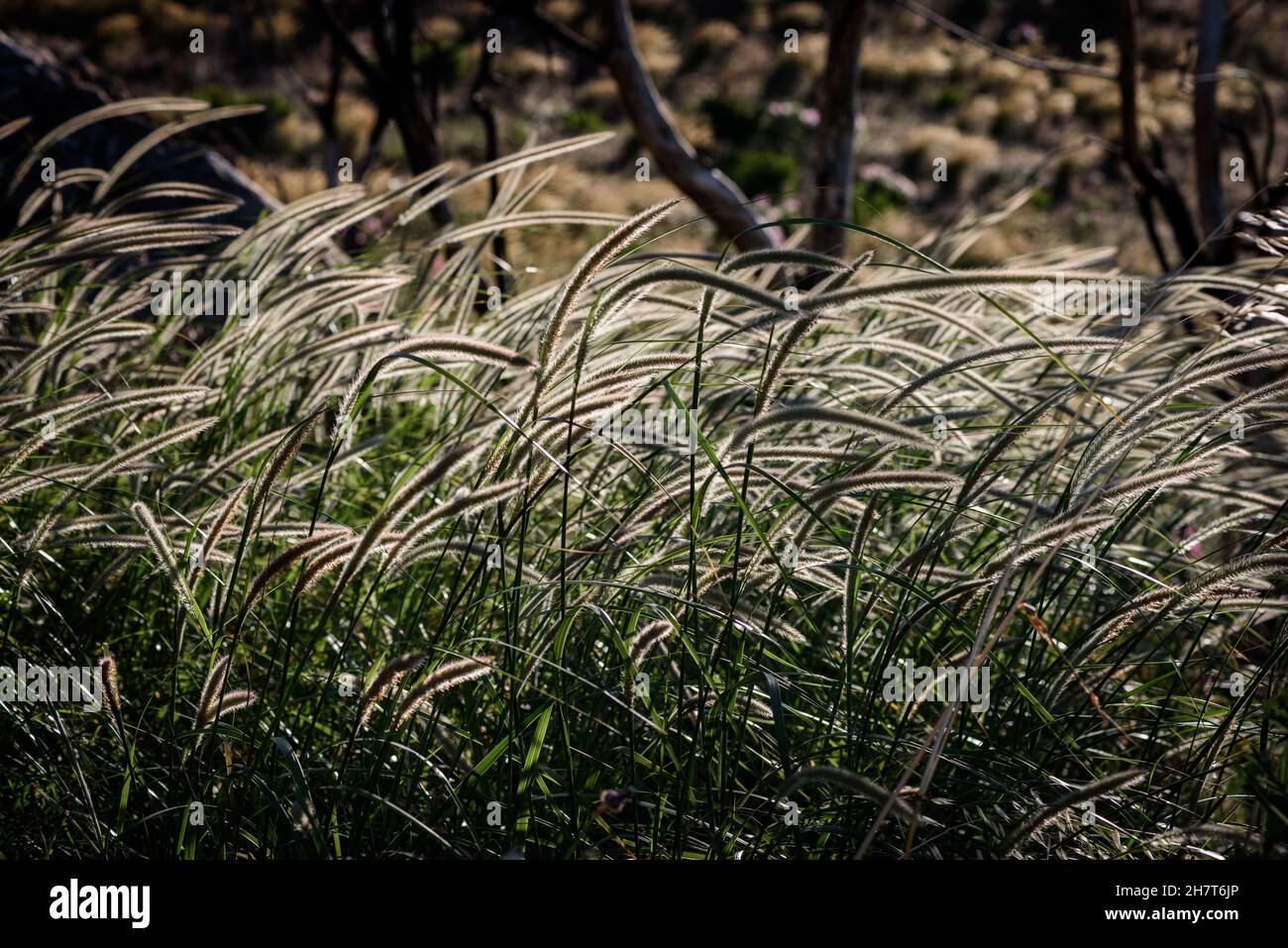 Grass sways on wind hi-res stock photography and images - Alamy