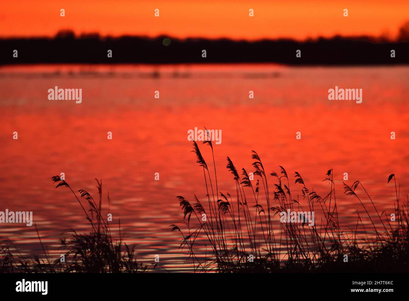 Beautiful bright red sunset over Hasberg Sea in Germany Stock Photo - Alamy