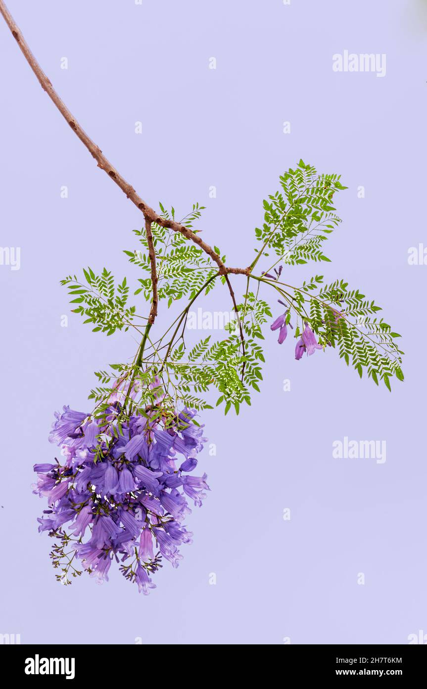 Jacaranda leaves hi-res stock photography and images - Alamy