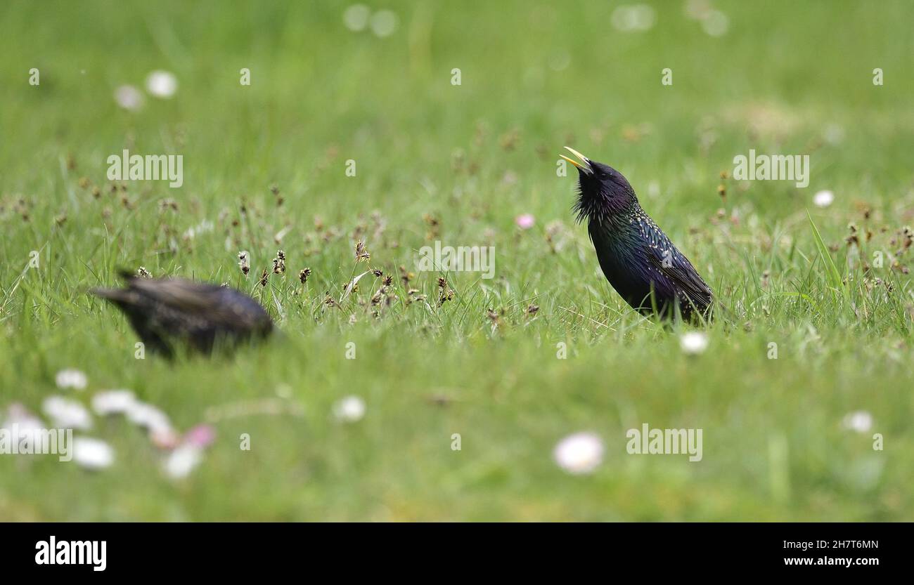 Black starling hi-res stock photography and images - Alamy