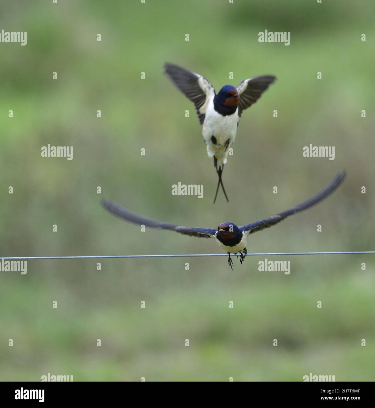 Barn swallow over field hi-res stock photography and images - Alamy