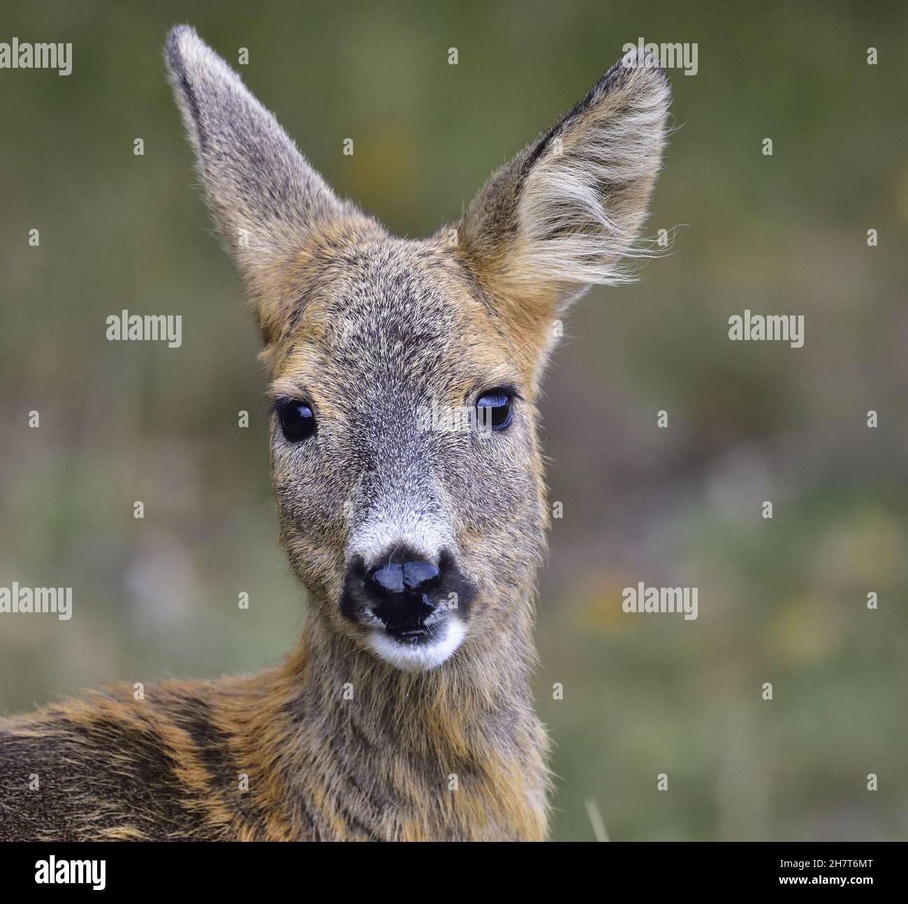 Face of a deer hi-res stock photography and images - Alamy