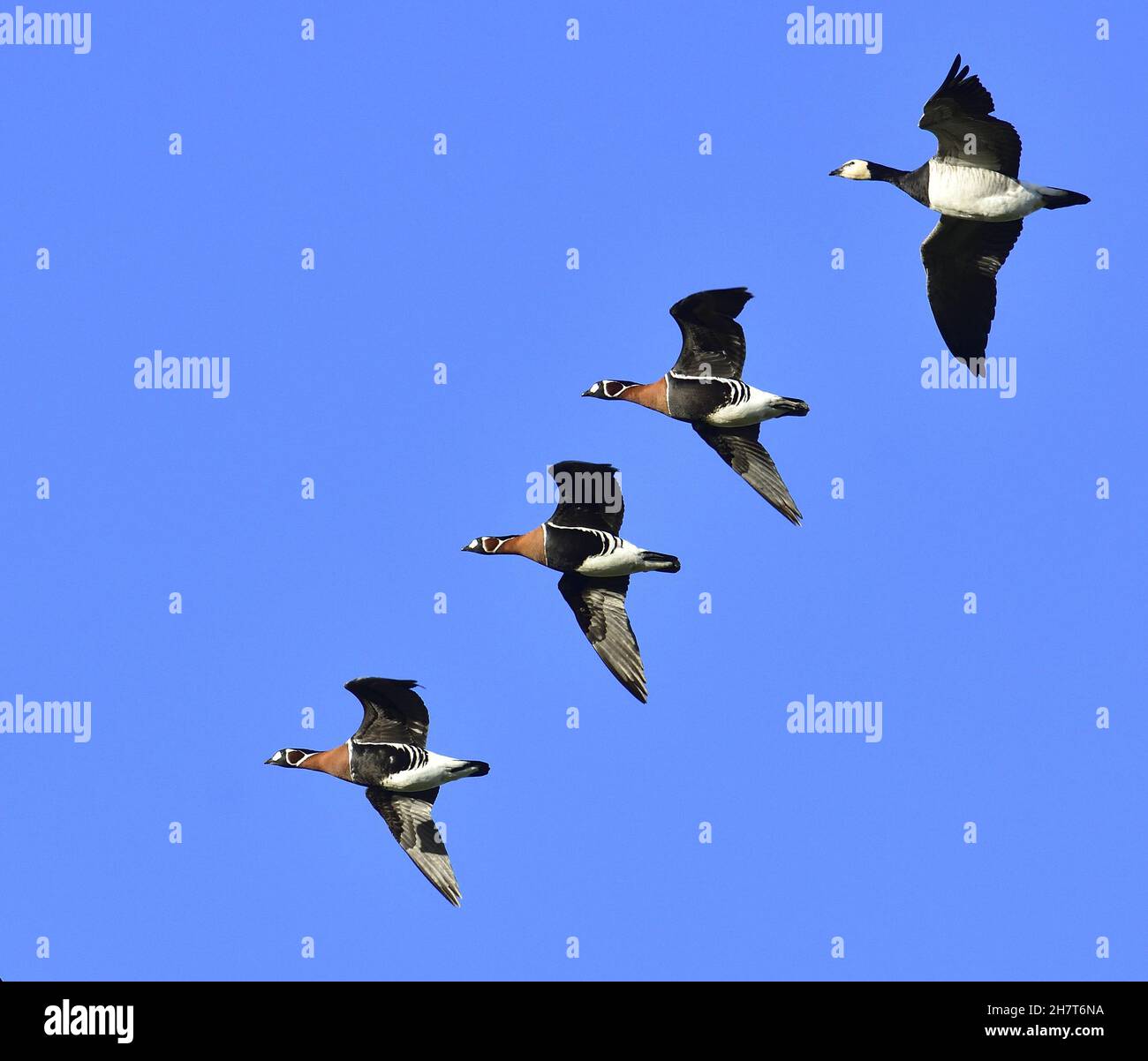 Red breasted goose flight hi-res stock photography and images - Alamy