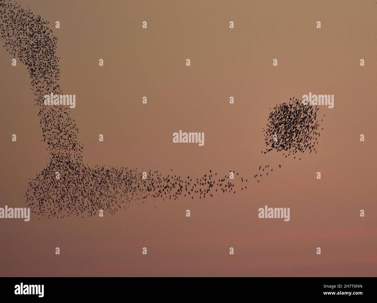Flock of birds flying in formation in a sunset sky Stock Photo - Alamy