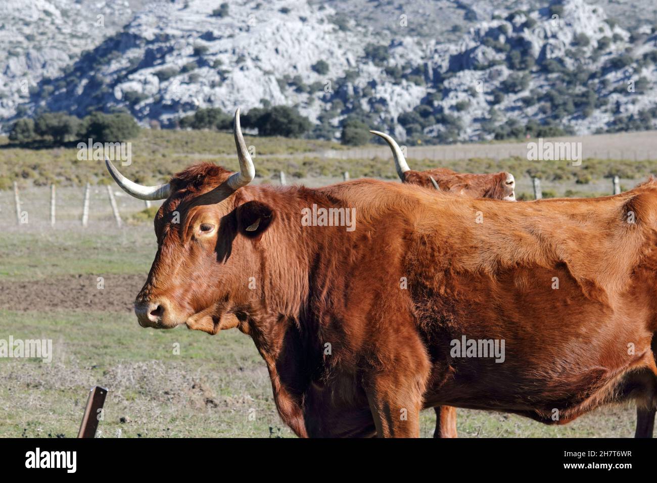 Cows in Grazalema Mountains National Park in Spain Stock Photo - Alamy